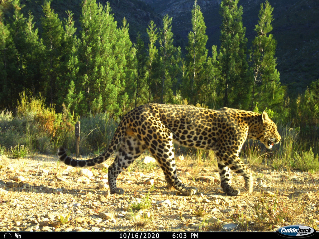 All about the Leopards of the Cape – Leopards Leap